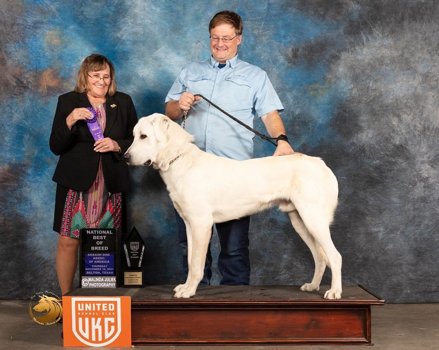 Are Akbashs Good Dog Breeds